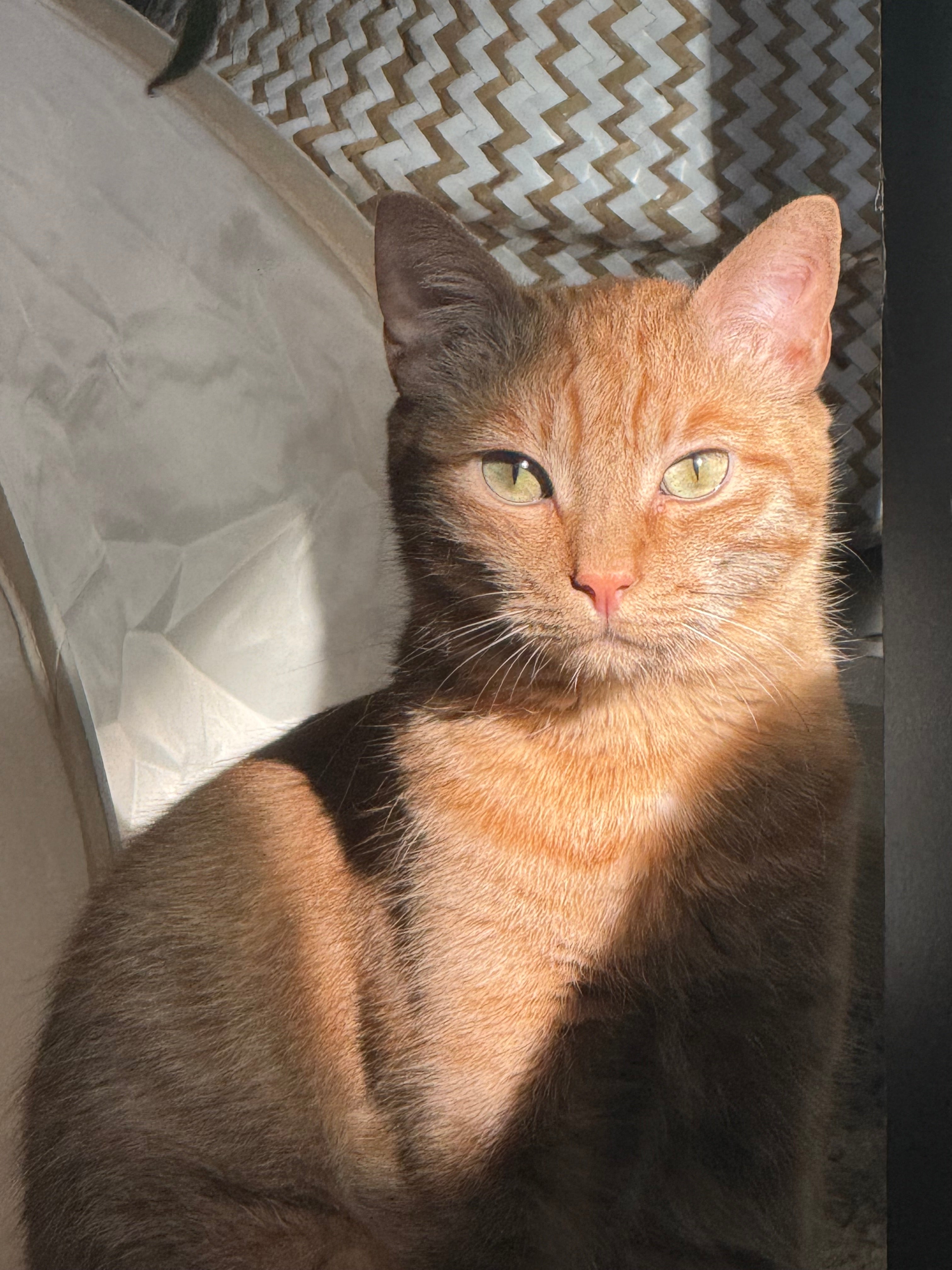 Products – Fur baby Fanatic